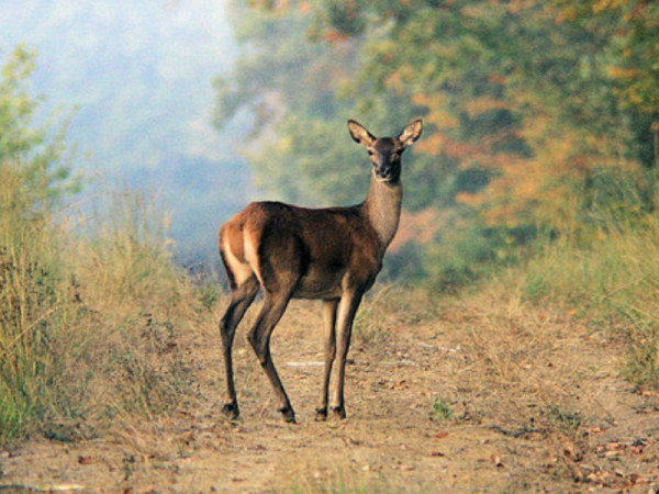 Biche - Chacun son rythme